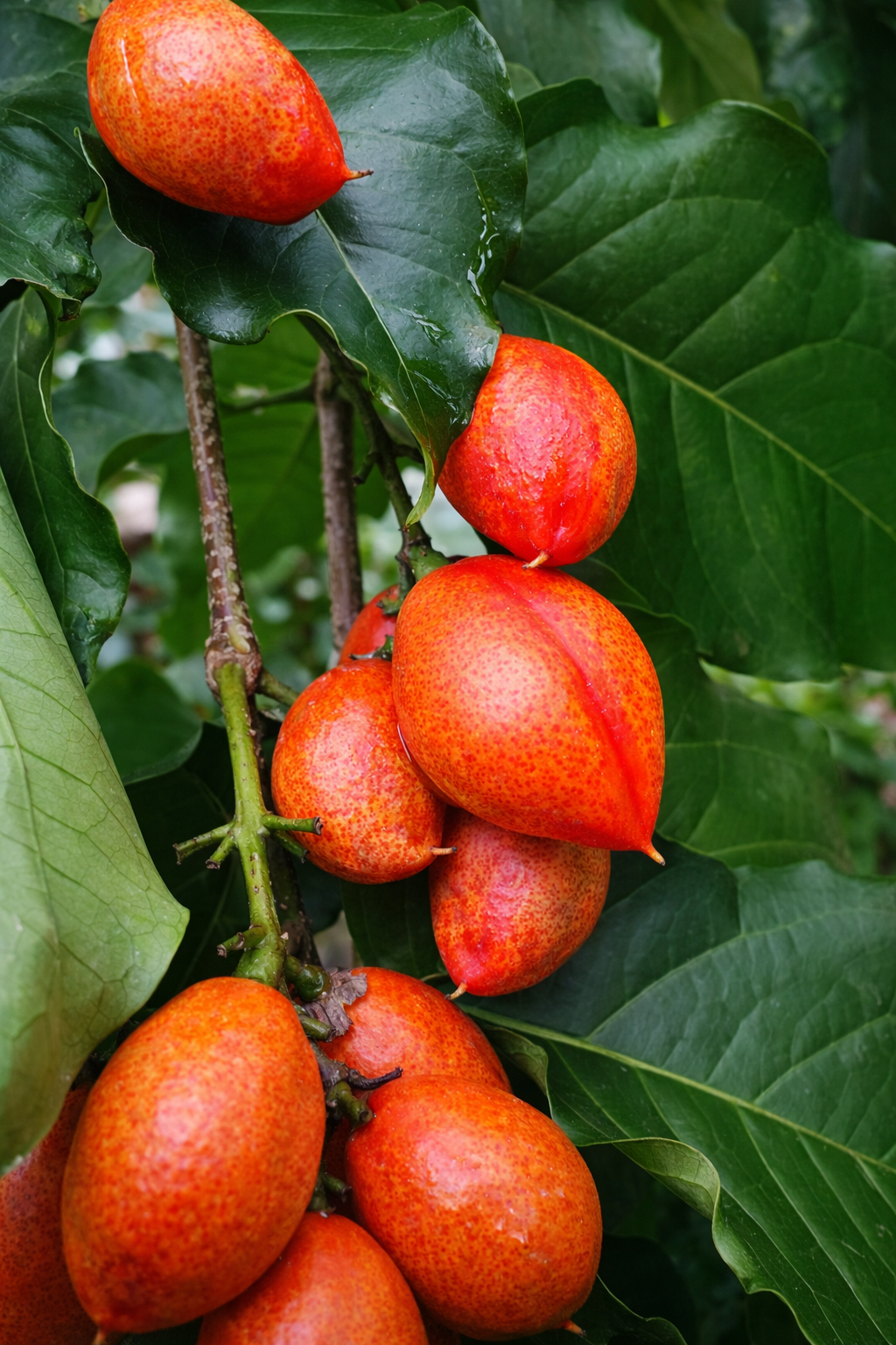 Bunchosia Argentea / Peanut Butter Fruit – AroidHouse