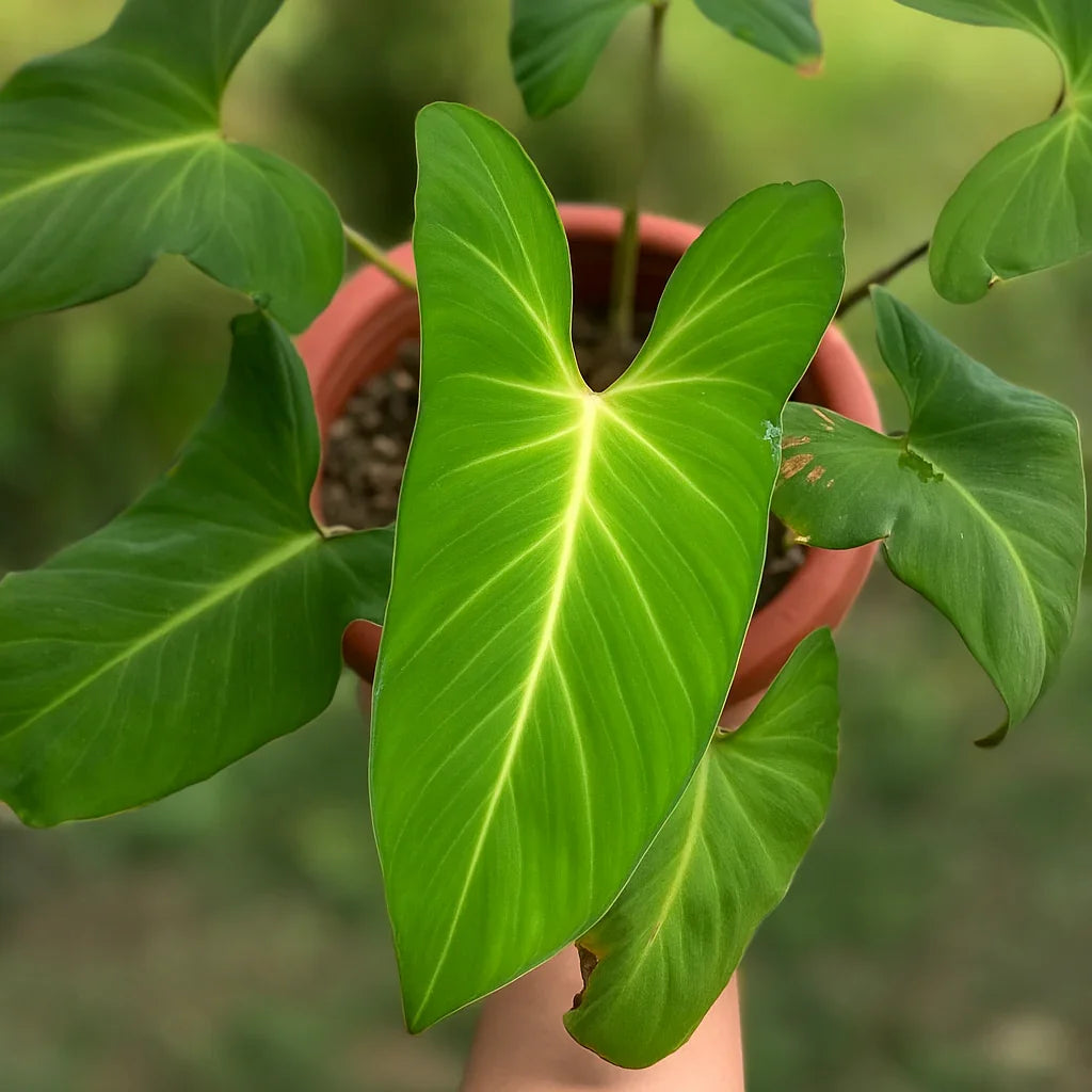 Buy Adelomena Crinipes ~ Rare Houseplant – AroidHouse