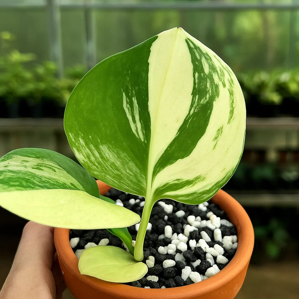 Scindapsus Rubicon – AroidHouse